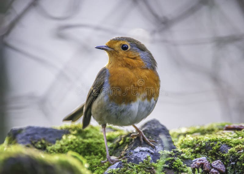 European Gay Male Couple Spend Time Together Drinking Coffee and ...