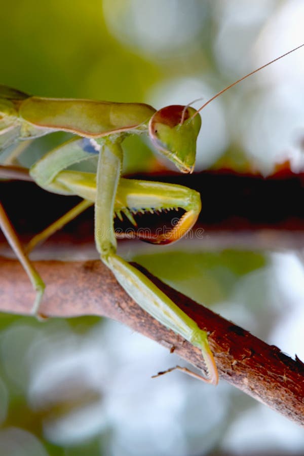 European Mantis 01 stock photo. Image of mantis, insect - 264281344