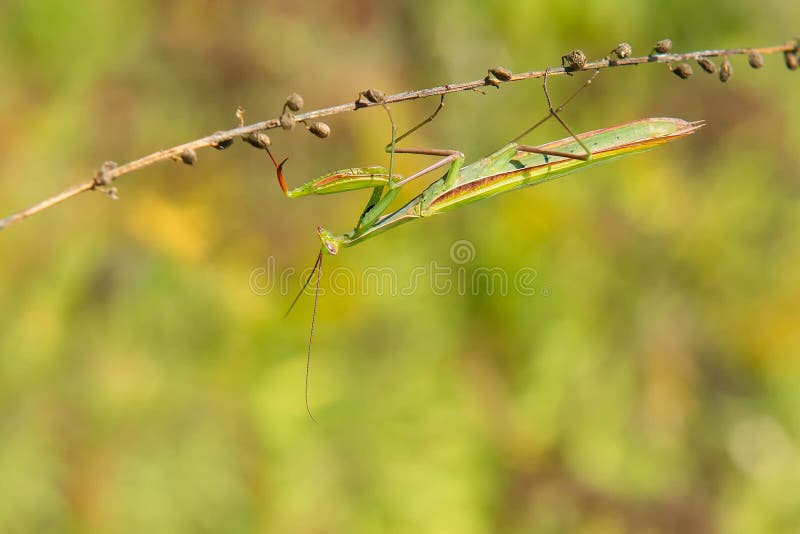 European Mantis - Mantis Religiosa Stock Photo - Image of canada ...