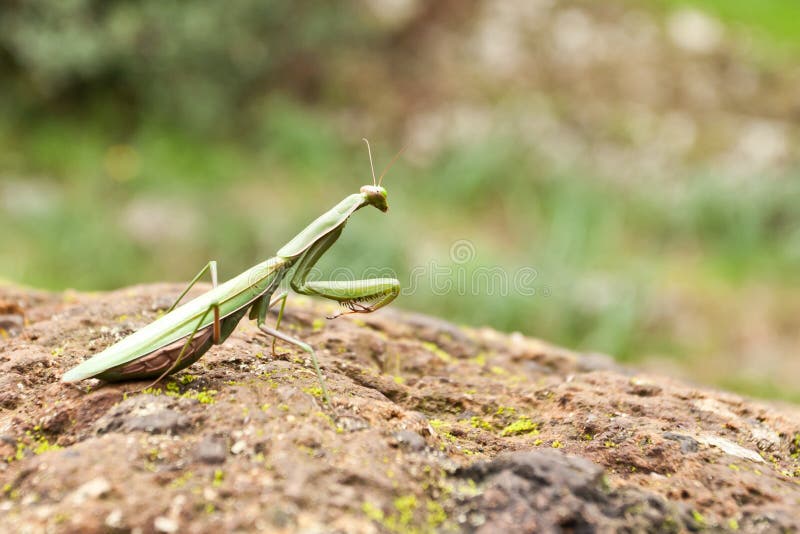 Mantis - Mantis Religiosa Green Animal Sitting on a Blade of Grass in a ...