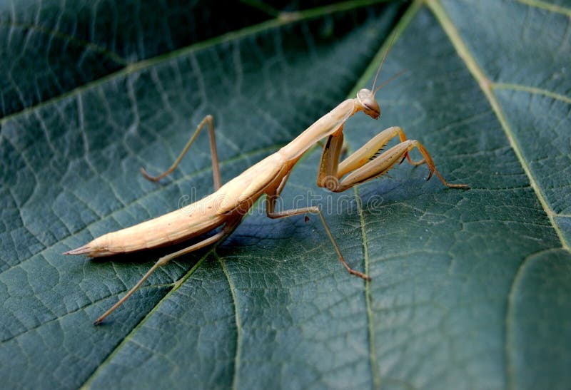 European Mantis - Mantis Religiosa Stock Image - Image of common ...