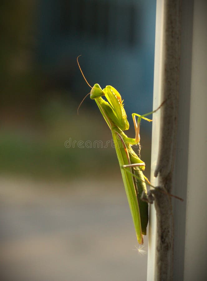 Praying mantis stock image. Image of green, religiosa - 308779651