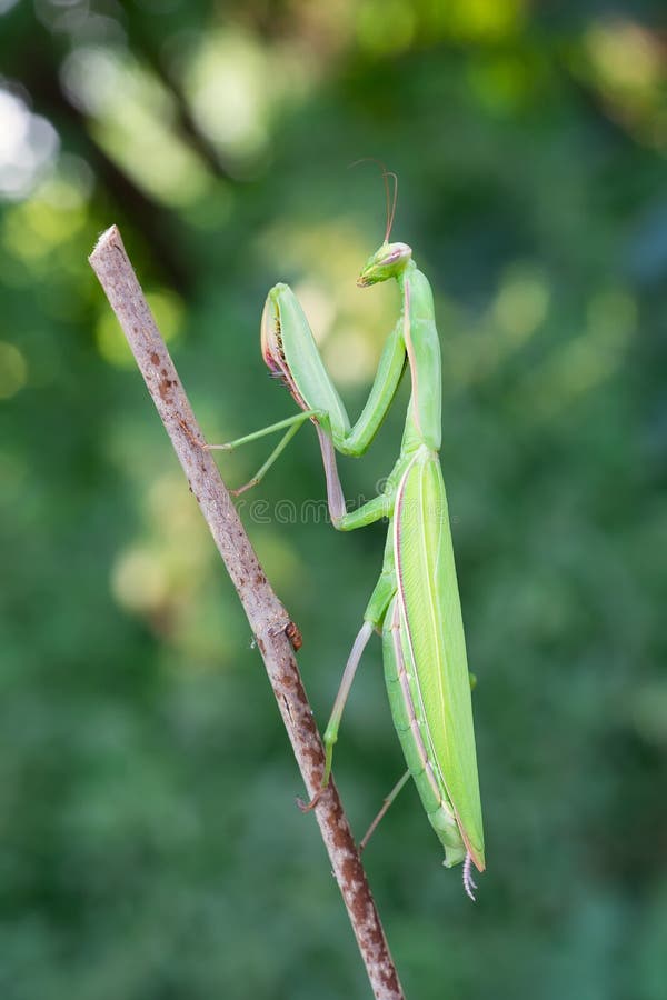 European mantis stock image. Image of alive, hunting - 58313903