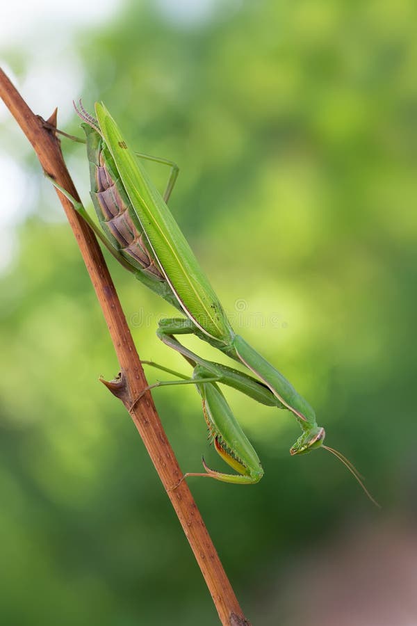 Mantis religiosa ootheca stock image. Image of religiosa - 69857029