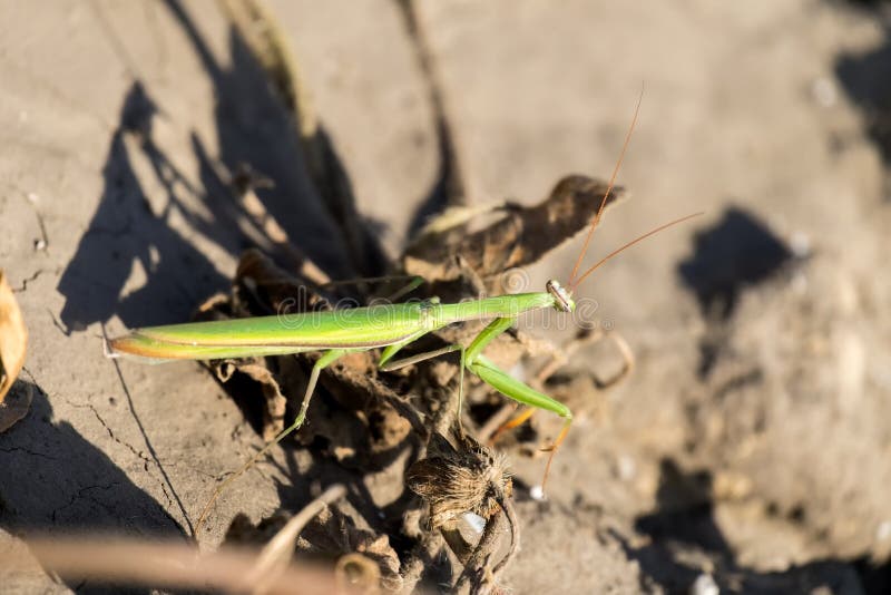 European Mantis. Praying Mantis Stock Photo - Image of order, phylum ...