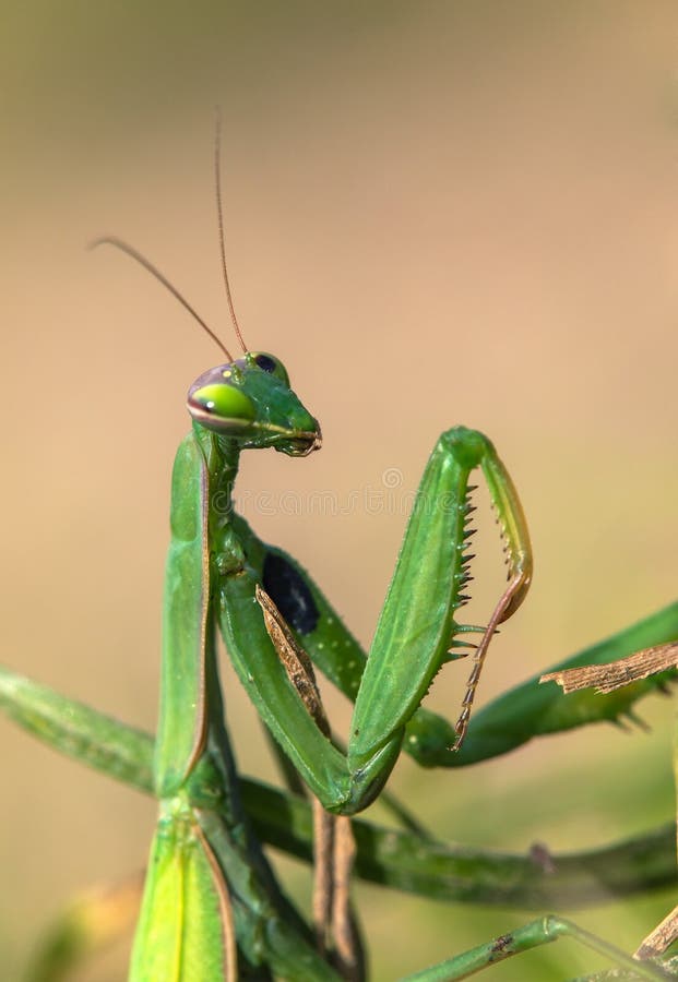 European Mantis or Praying Mantis, Mantis Religiosa Stock Image - Image ...