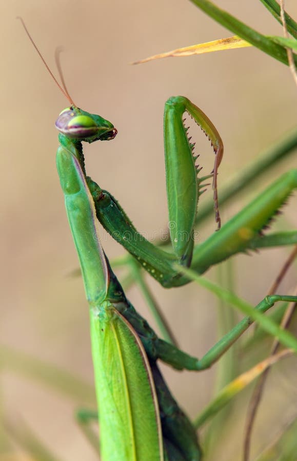 European Mantis or Praying Mantis, Mantis Religiosa Stock Photo - Image ...
