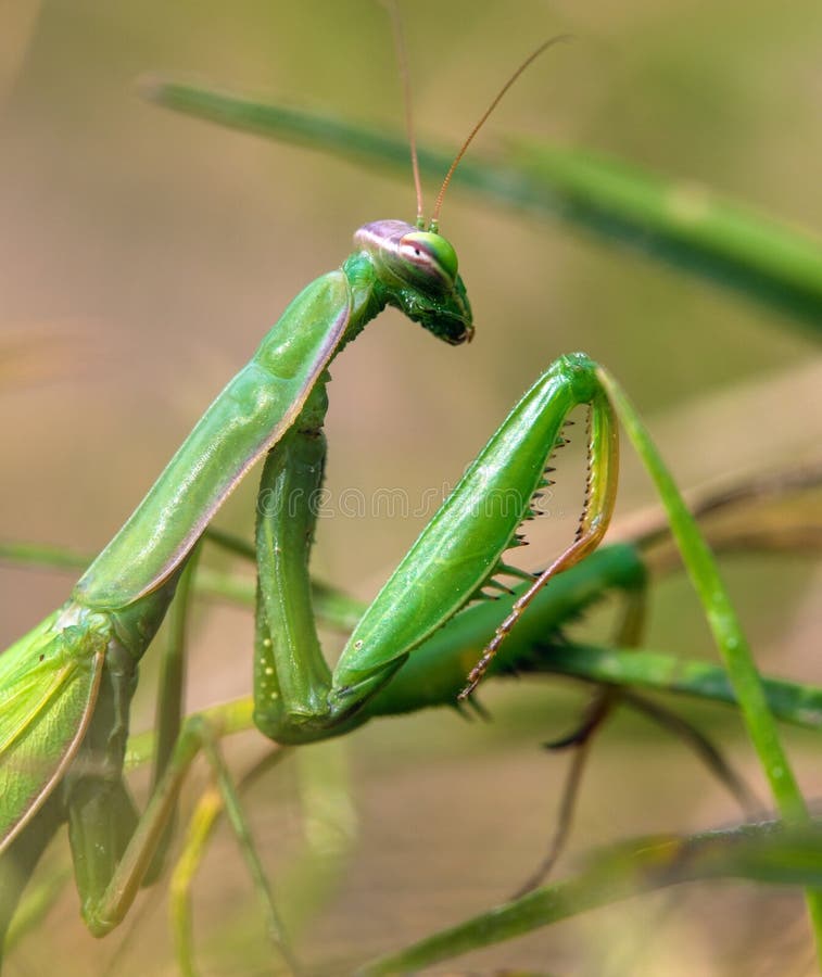 European Mantis or Praying Mantis, Mantis Religiosa Stock Photo - Image ...