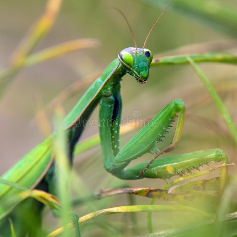 European Mantis or Praying Mantis, Mantis Religiosa Stock Image - Image ...