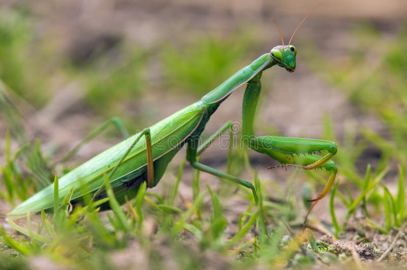 European Mantis or Praying Mantis, Mantis Religiosa Stock Photo - Image ...