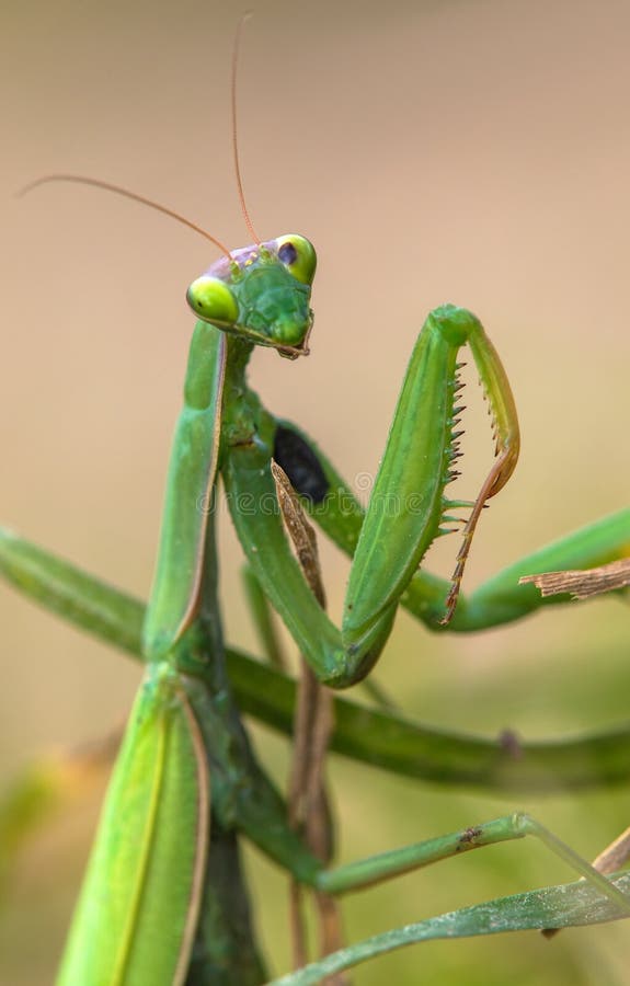 European Mantis or Praying Mantis, Mantis Religiosa Stock Photo - Image ...