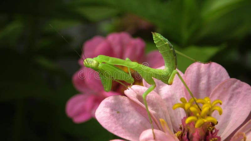 The European Mantis Mantis Religiosa. the Predatory Insect Preys on ...