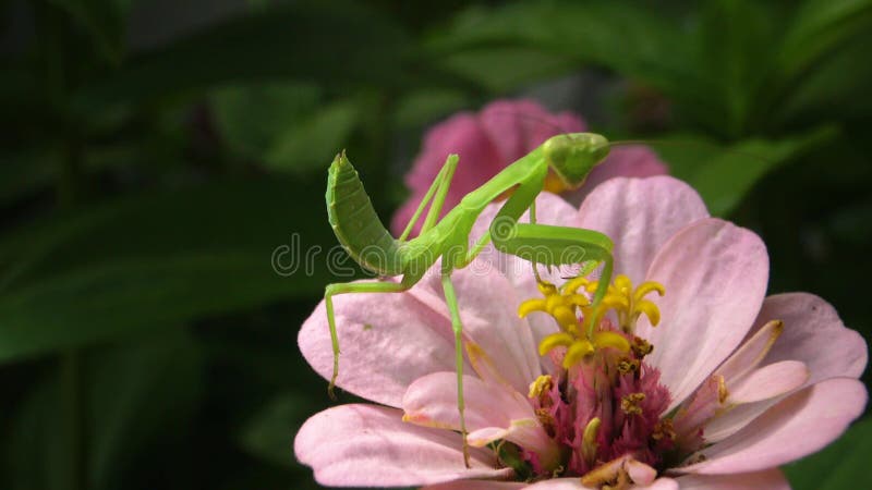 The European Mantis Mantis Religiosa. the Predatory Insect Preys on ...