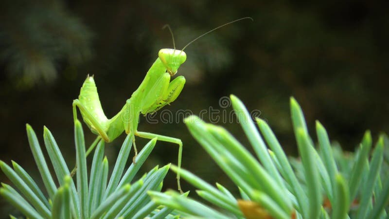 The European Mantis Mantis Religiosa. the Predatory Insect Preys on ...