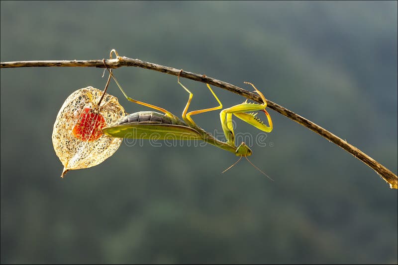 Bogomolka Stock Photos - Free & Royalty-Free Stock Photos from Dreamstime