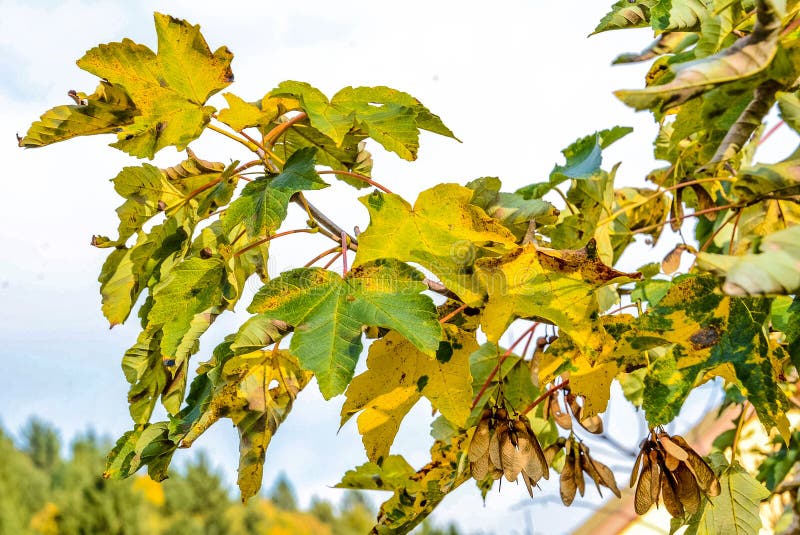 European Maple Tree in Autumn with Seeds Stock Photo - Image of outdoor ...