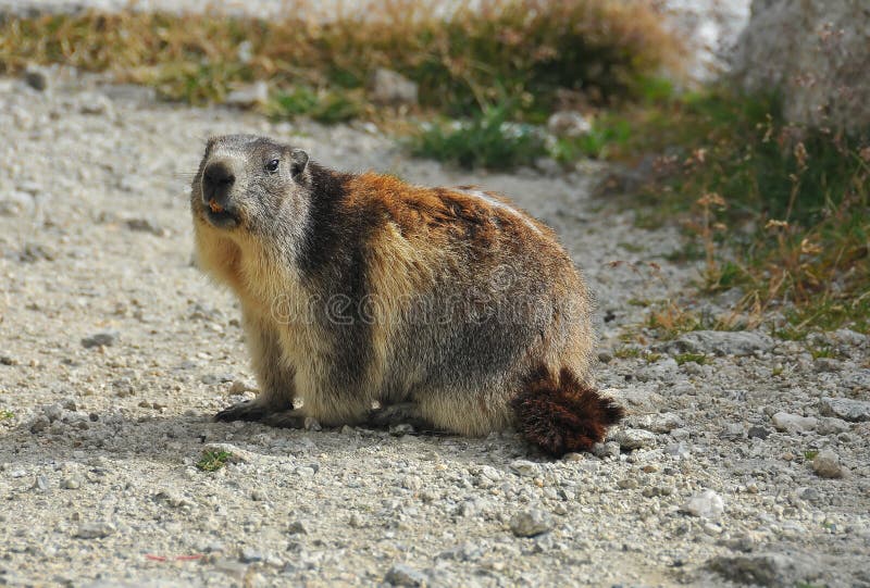 Female Groundhog Perks Up in Field Stock Photo - Image of standing ...