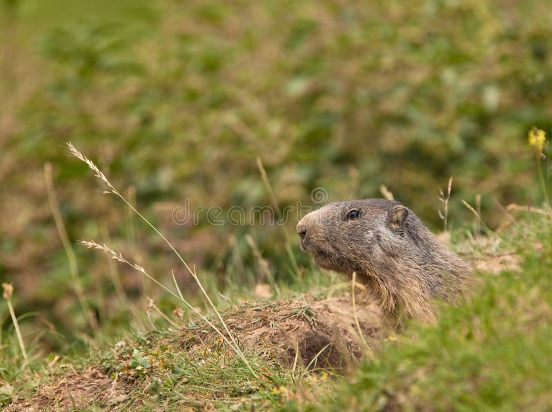 European Marmot at ItÂ´s Cave Stock Image - Image of liguria, enemies ...