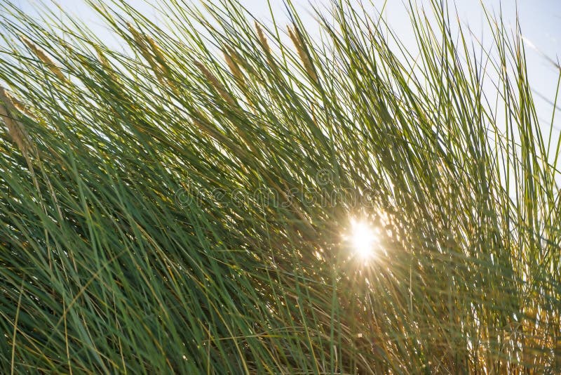 European Marram Grass in Back Light Stock Image - Image of green, flora ...