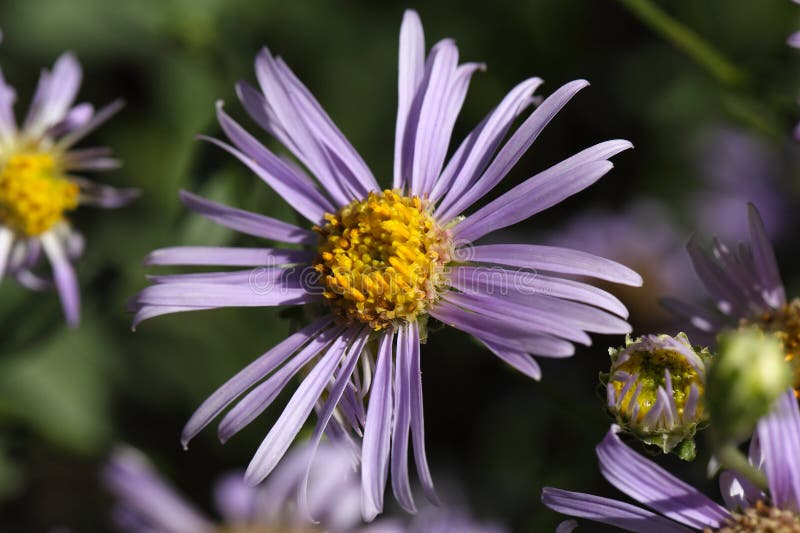European Michaelmas Daisy (Aster Amellus) Stock Image - Image of ...