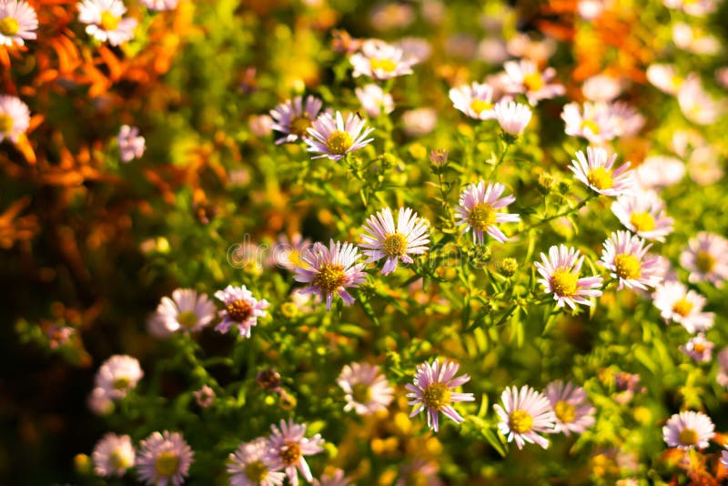 European Michaelmas daisy stock image. Image of aster - 200223865