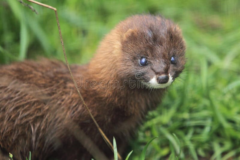 European mink stock photo. Image of upper, grass, europe - 29542604
