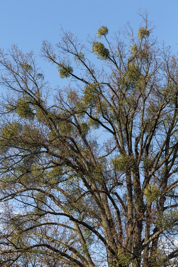 European mistletoe stock photo. Image of botanic, forest - 48396750