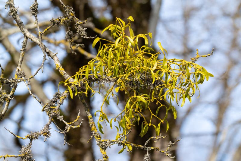 European Mistletoe on Bare Tree Stock Photo - Image of evergreen ...