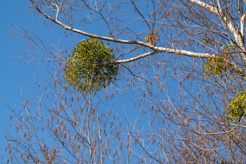 European Mistletoe on Bare Tree Stock Image - Image of springtime ...