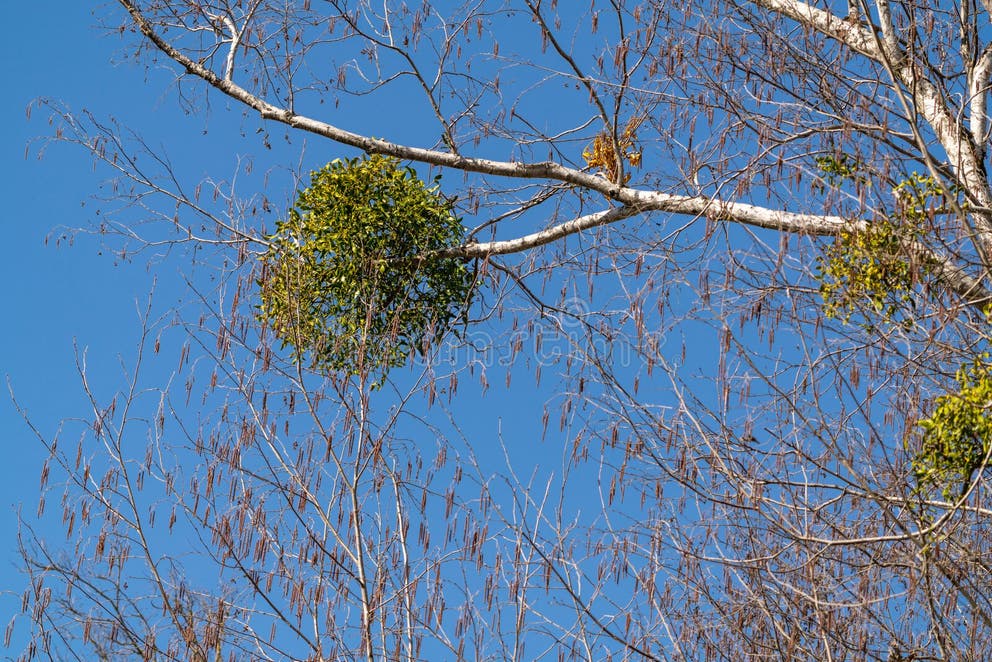 European Mistletoe on Bare Tree Stock Image - Image of springtime ...