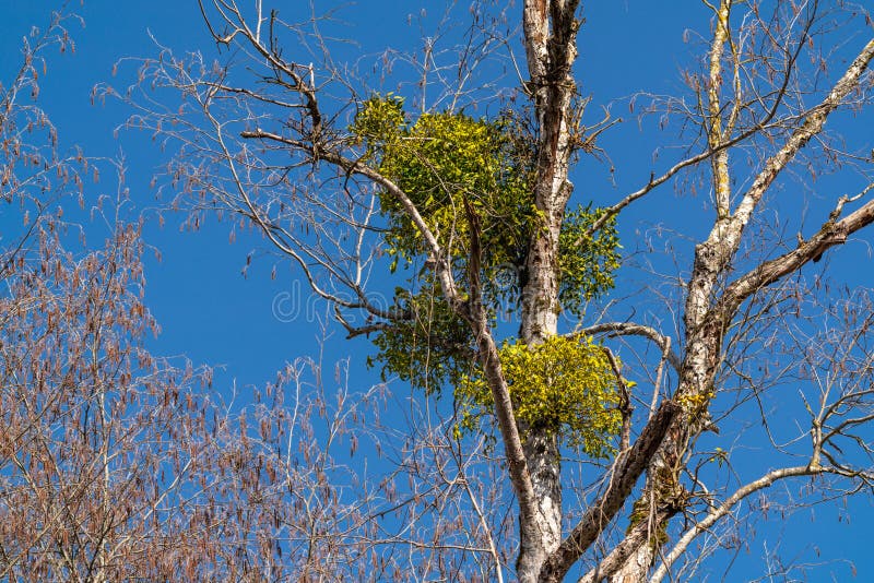 European Mistletoe on Bare Tree Stock Image - Image of shrub, winter ...