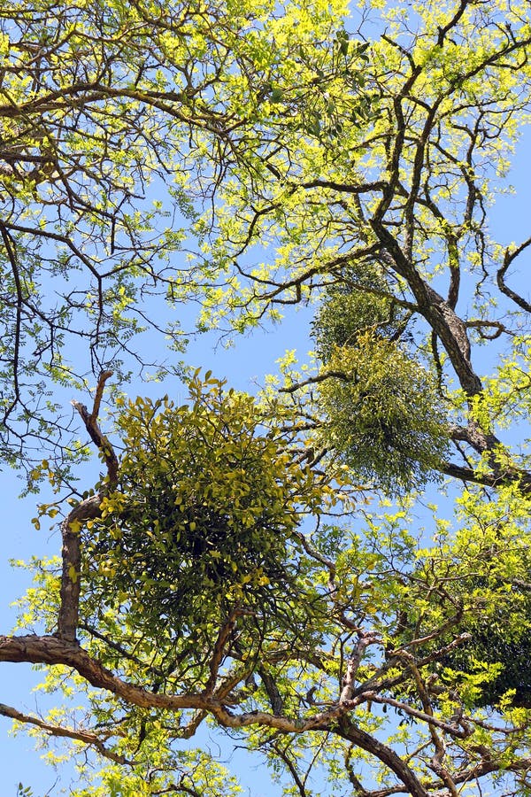Mistletoe on a tree stock image. Image of tree, album - 163745637
