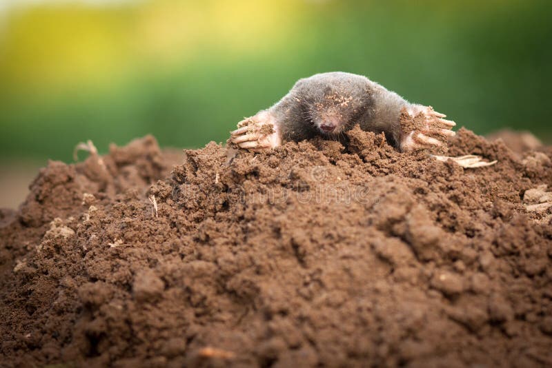 Mole eating worm stock photo. Image of hill, black, mound - 33547676