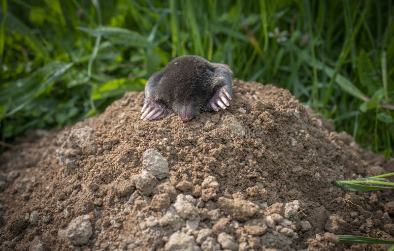 European Mole Close Up in the Garden Stock Photo - Image of dirt ...