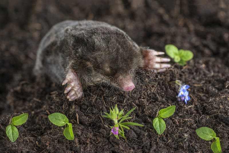 European Mole Emerging from the Ground, France Stock Photo - Image of ...