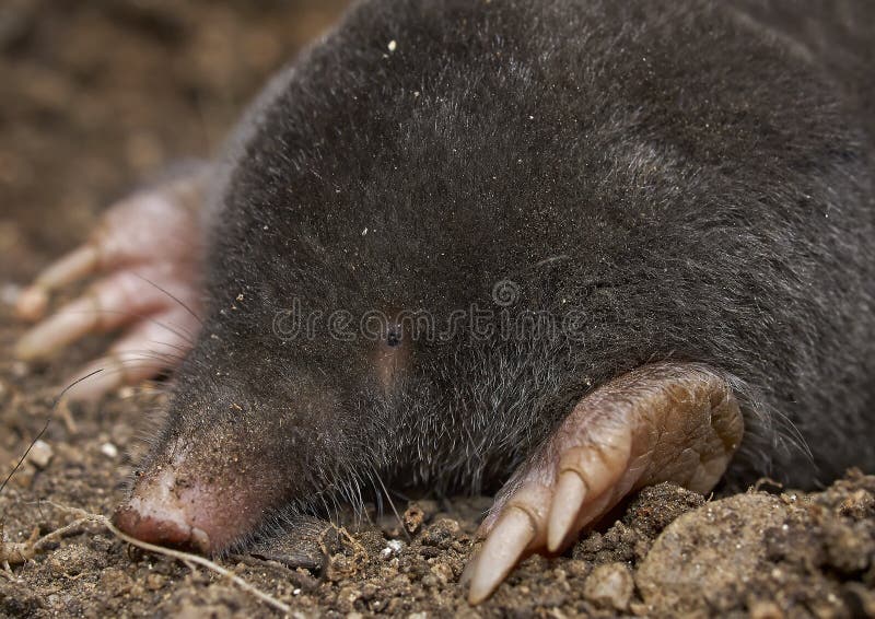 The European Mole (Talpa Europaea) Stock Photo - Image of garden ...