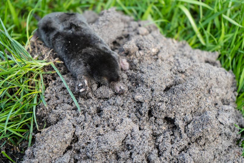 European mole Talpidae stock photo. Image of earth, garden - 201809508