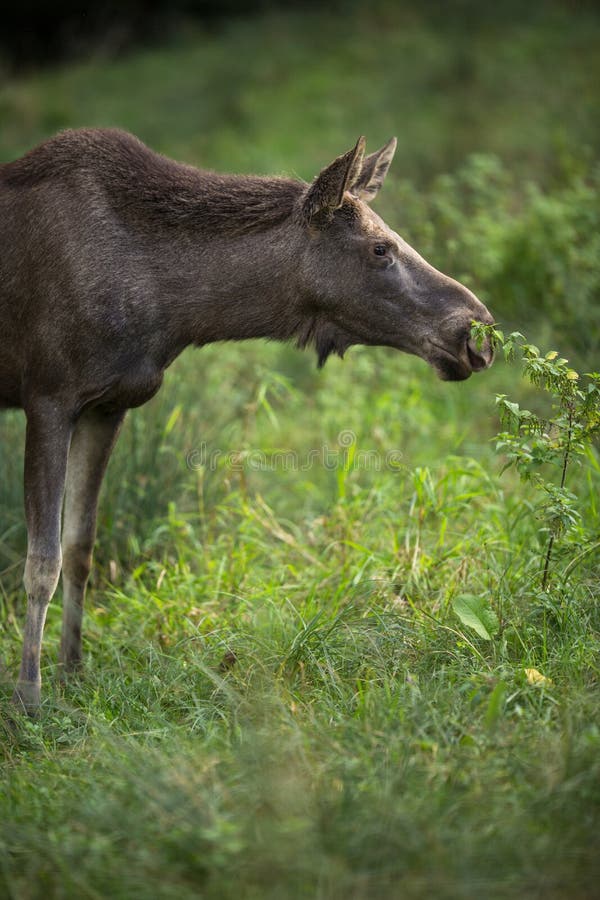 European Moose Known As the Elk Stock Image - Image of european ...