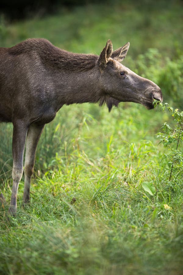 European Moose, Also Known As the Elk Stock Photo - Image of alces ...