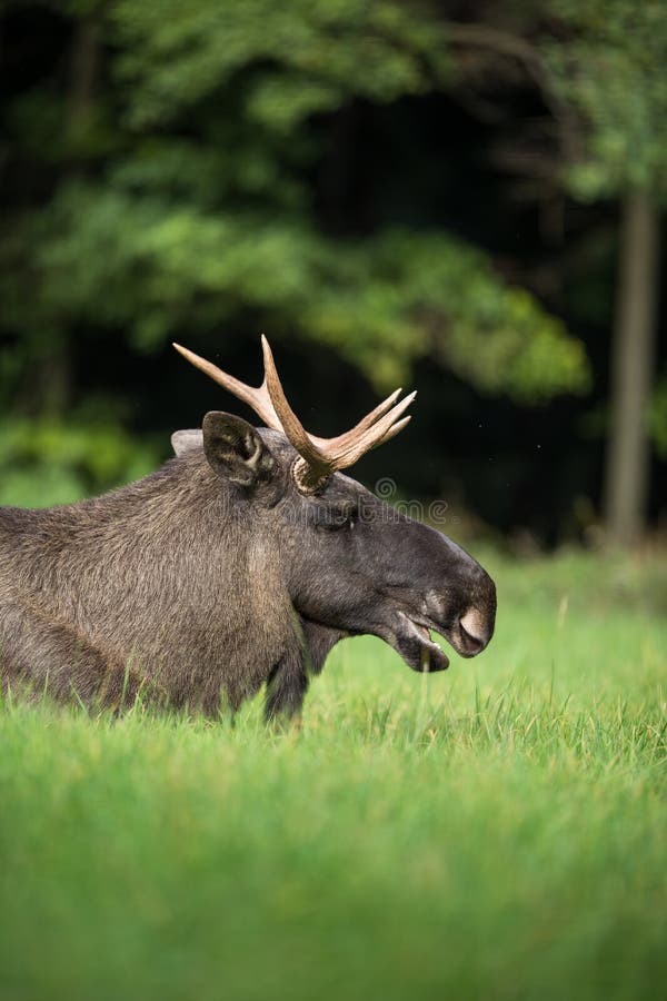European Moose Known As the Elk Stock Image - Image of brown, deer ...