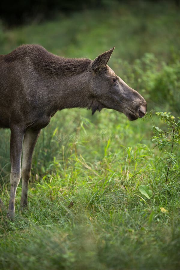 European Moose, Alces Alces Machlis Stock Photo - Image of european ...
