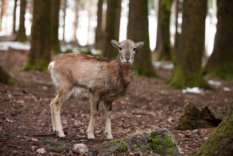 European Mouflon in the German Forest Stock Image - Image of daytime ...