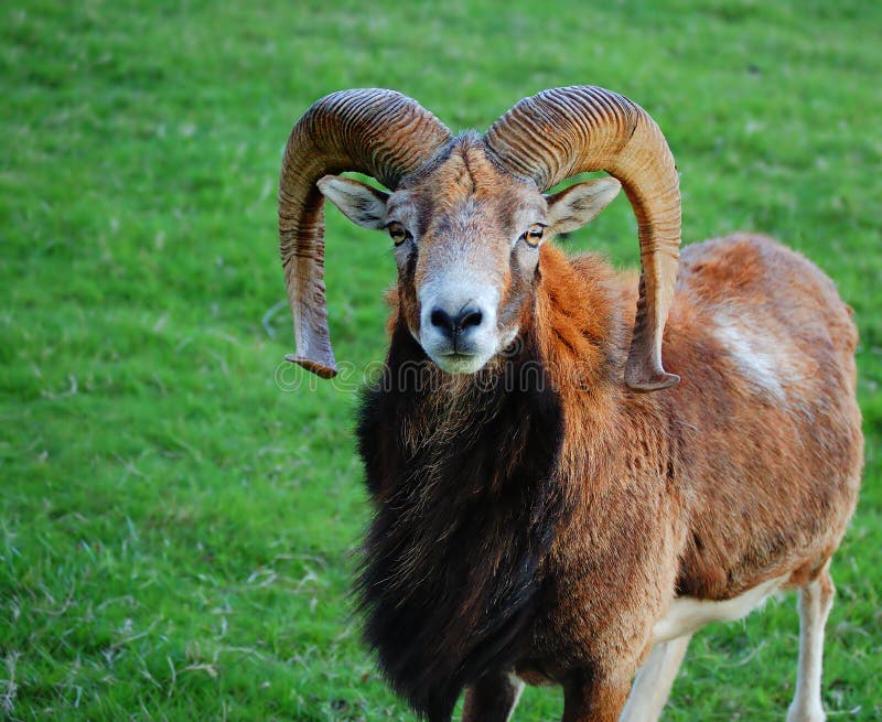European Mouflon Sheep Picture. Image: 9341559