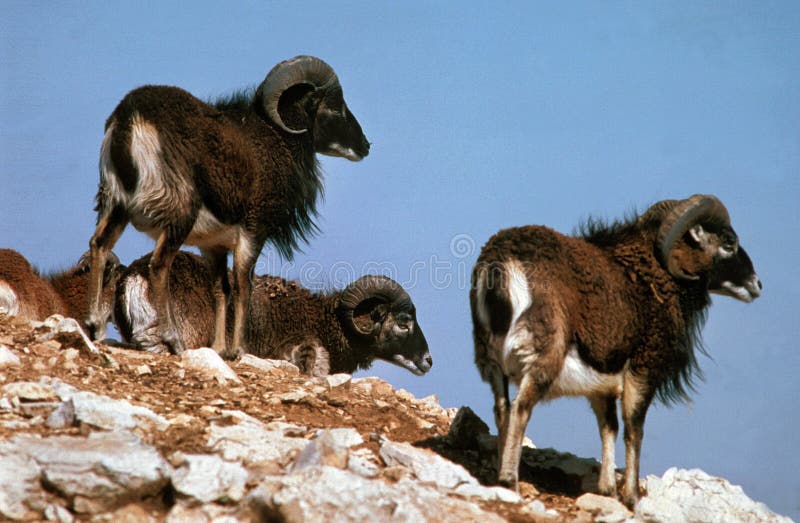 European Mouflon Sheep, Ovis Ammon, Group Standing on Rocks Stock Photo ...