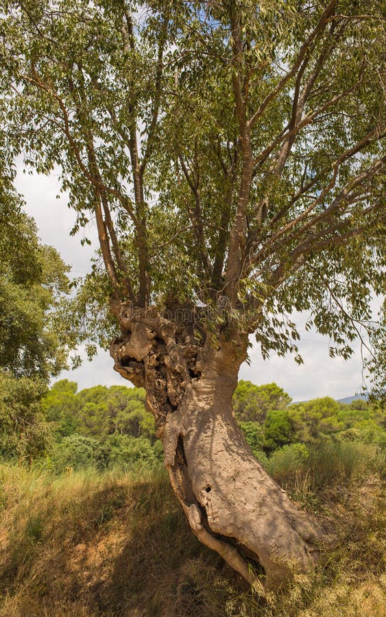 The European Nettle Tree stock photo. Image of flora - 42197072