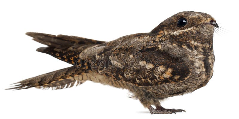 The European Nightjar (Caprimulgus Europaeus), Common Goatsucker is a ...