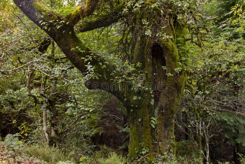 European Oak Centenarian Tree Stock Image - Image of national, natural ...