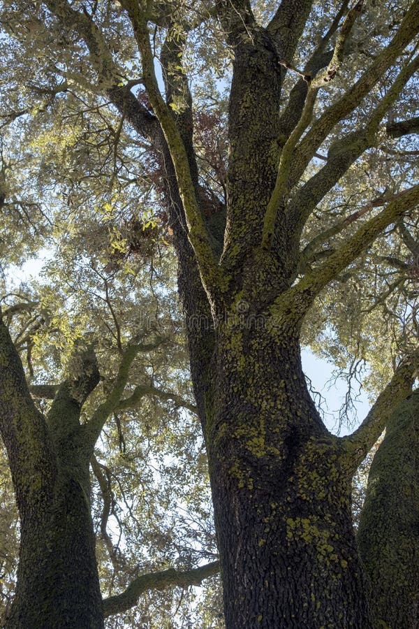 Old big European oak stock photo. Image of focus, place - 243484416