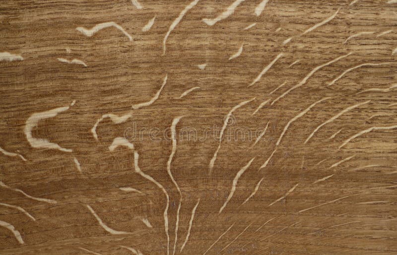 Wood Background of European Oak Radial Cut Stock Photo - Image of tree ...