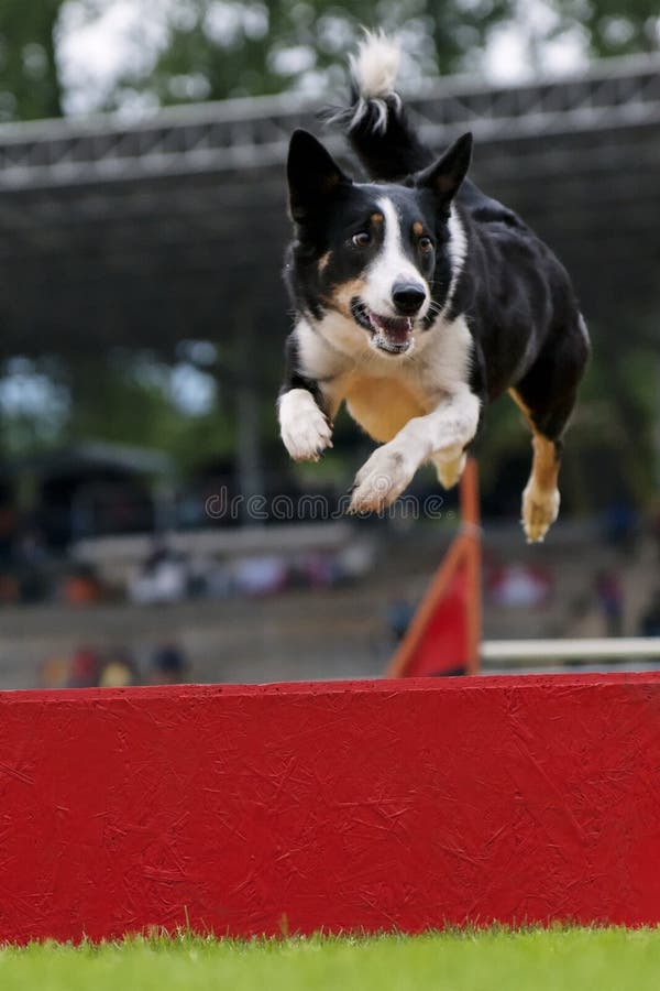 Excited Agility Dog Jumping Editorial Image - Image of animal, domestic ...